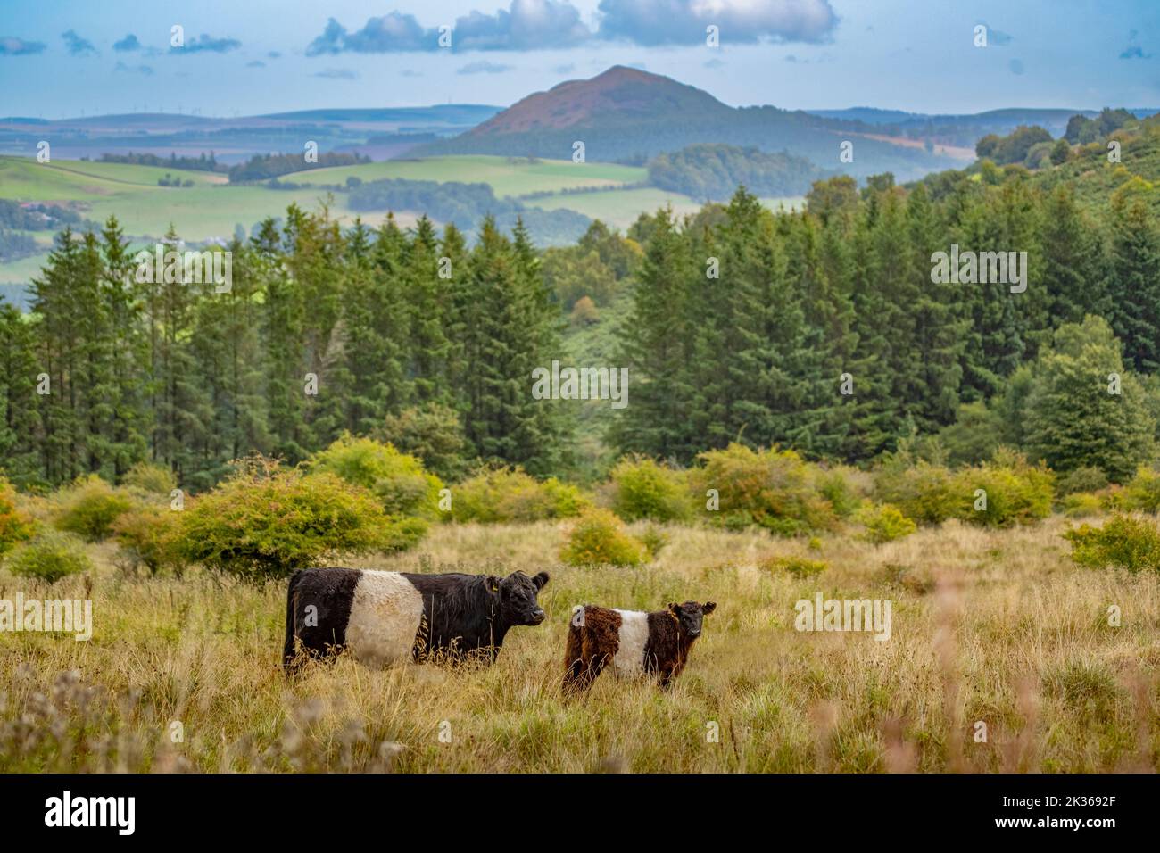 24th September 2022. UK Scotland weather, farming. Belted Galloway cows ...