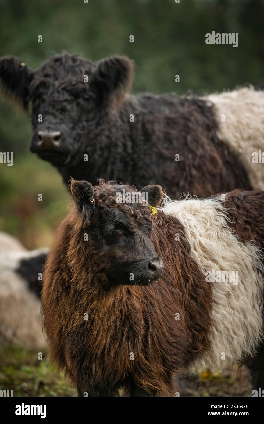 24th September 2022. UK Scotland weather, farming. Belted Galloway cows ...