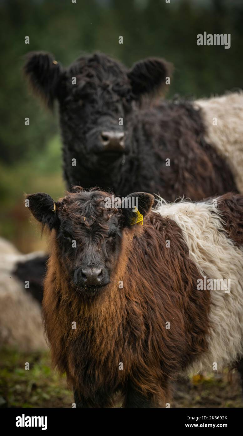 Black body stripe hi-res stock photography and images - Alamy