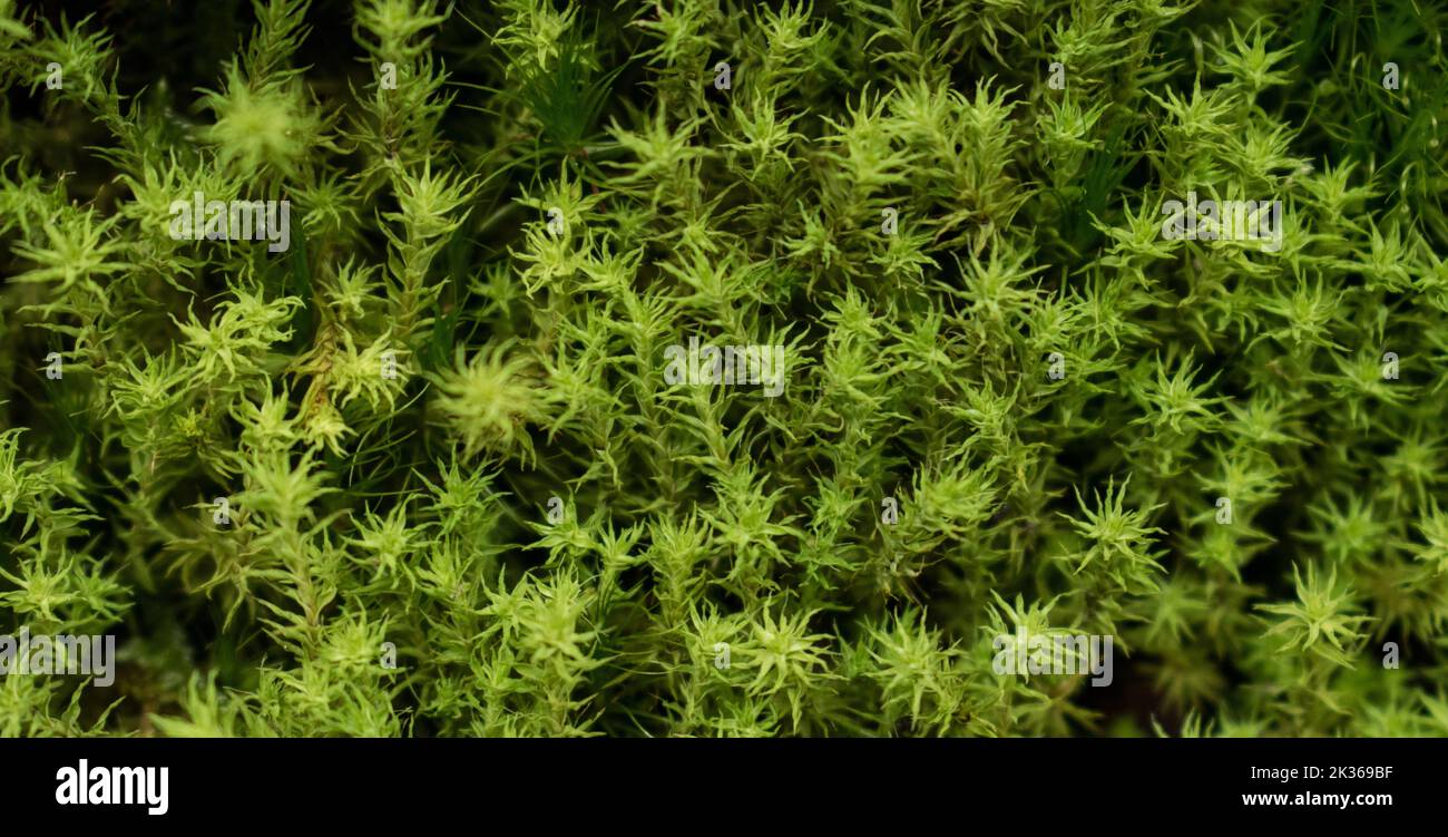 Hypnum moss hypnum hi-res stock photography and images - Alamy