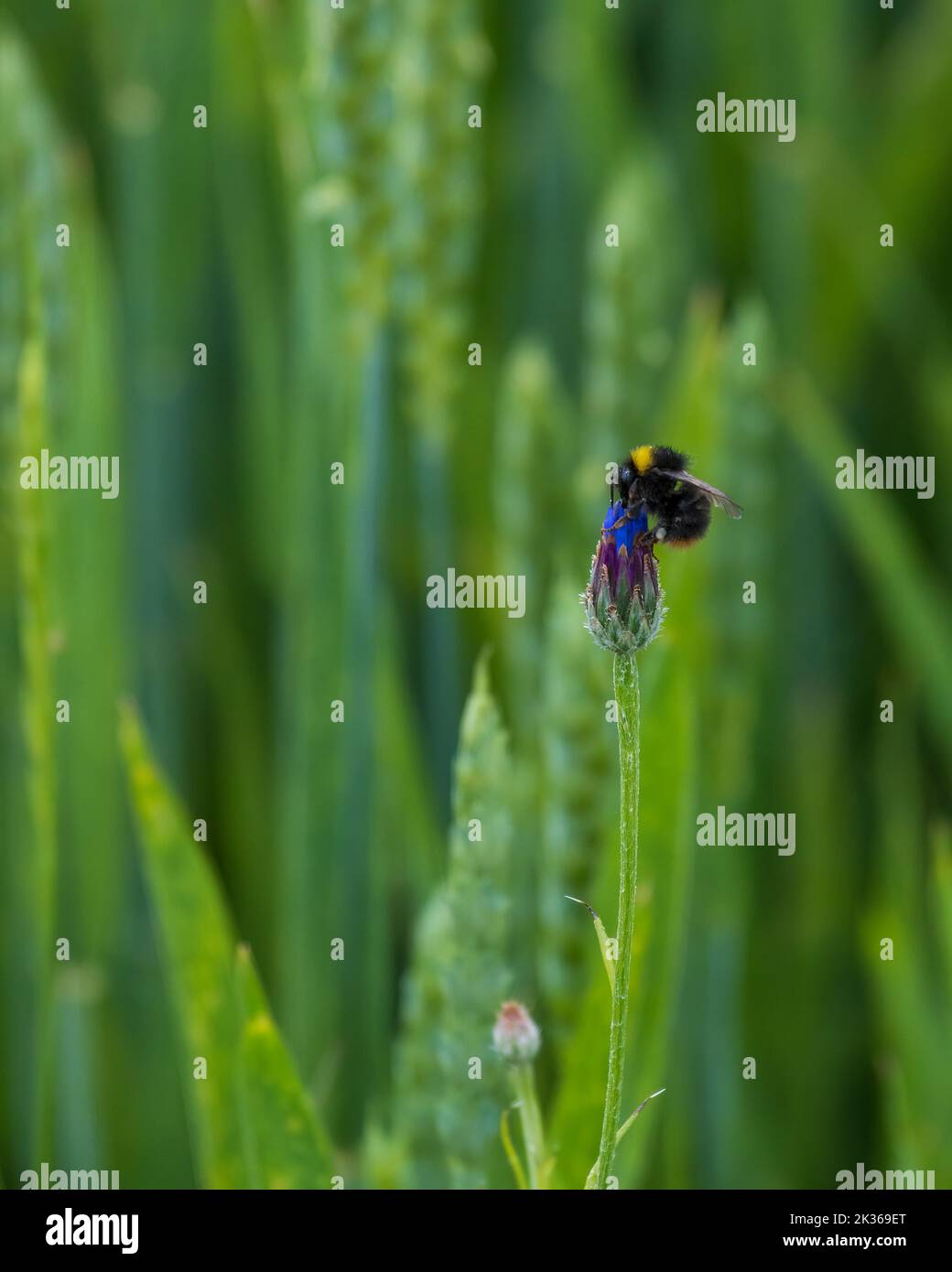 bumble bee sitting on a blue corn flower bud on green field Stock Photo ...