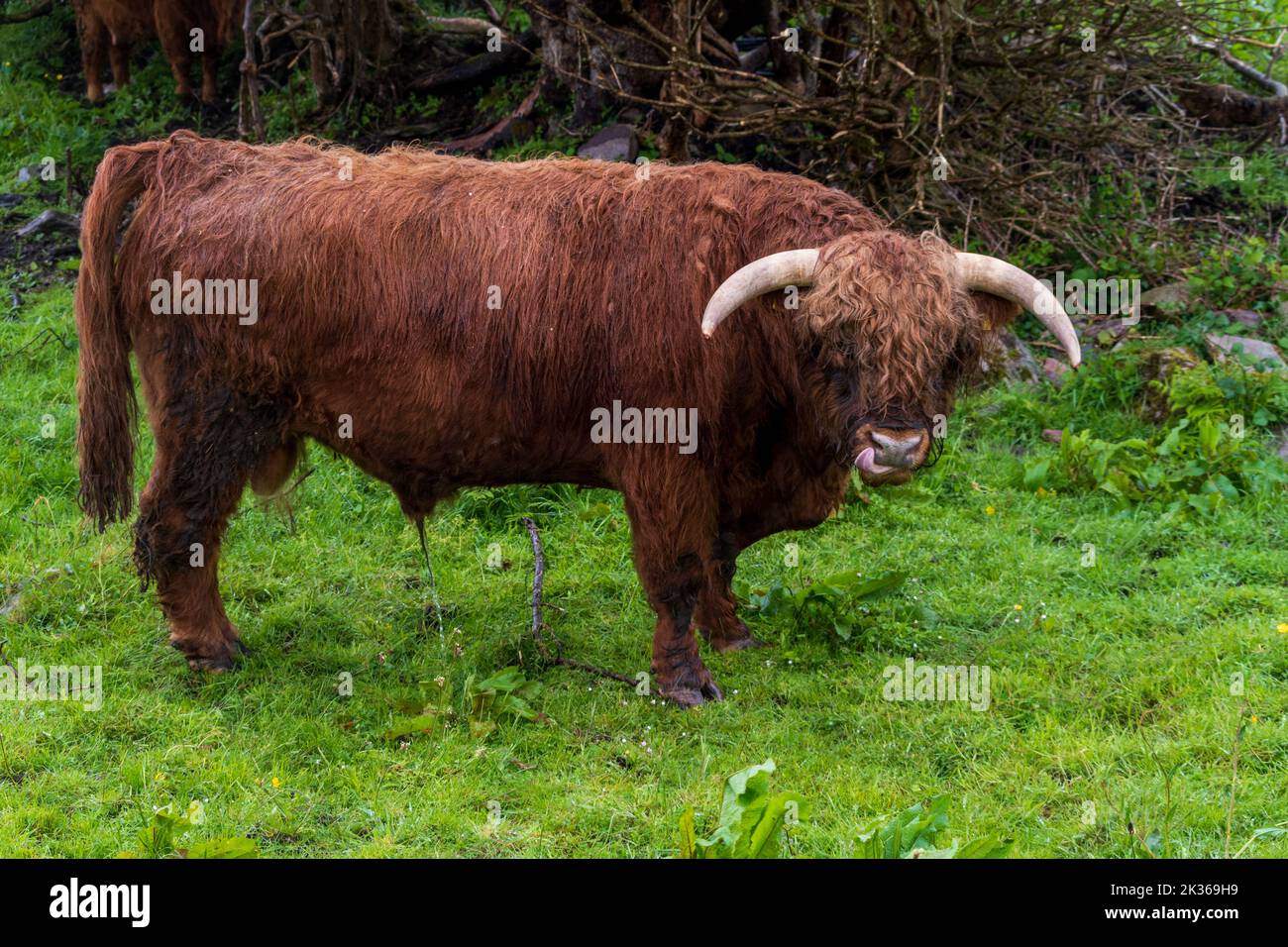 Brown highland cattle bull on green meadow in county Kerry, Ireland ...