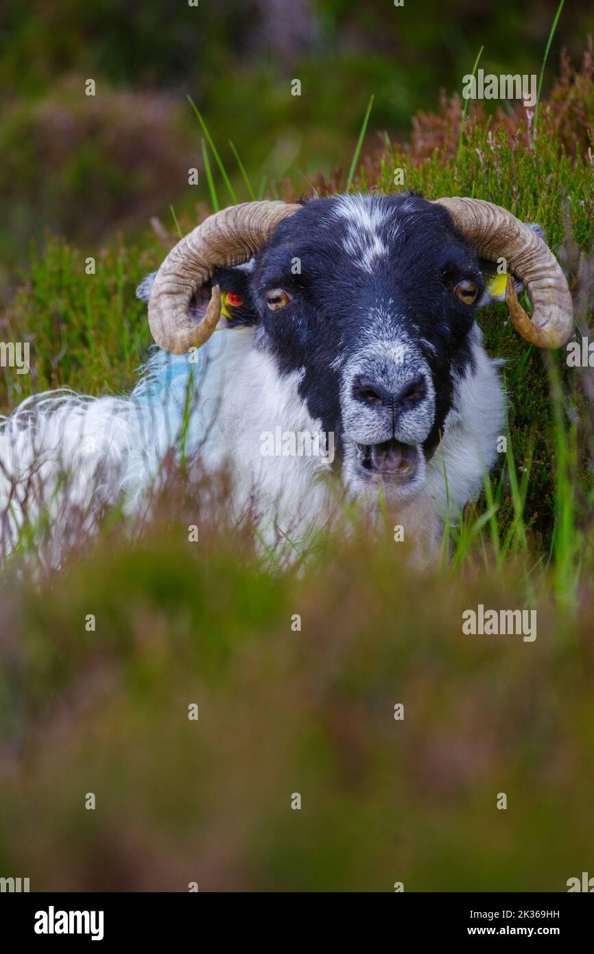 portrait of a mayo connemara blackface sheep lying in the grass with ...