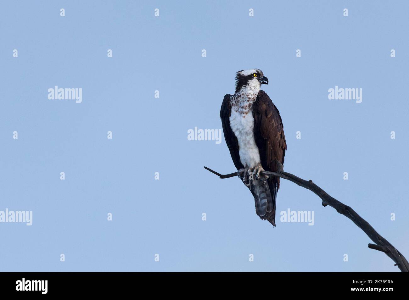 Types of hawk hi-res stock photography and images - Alamy