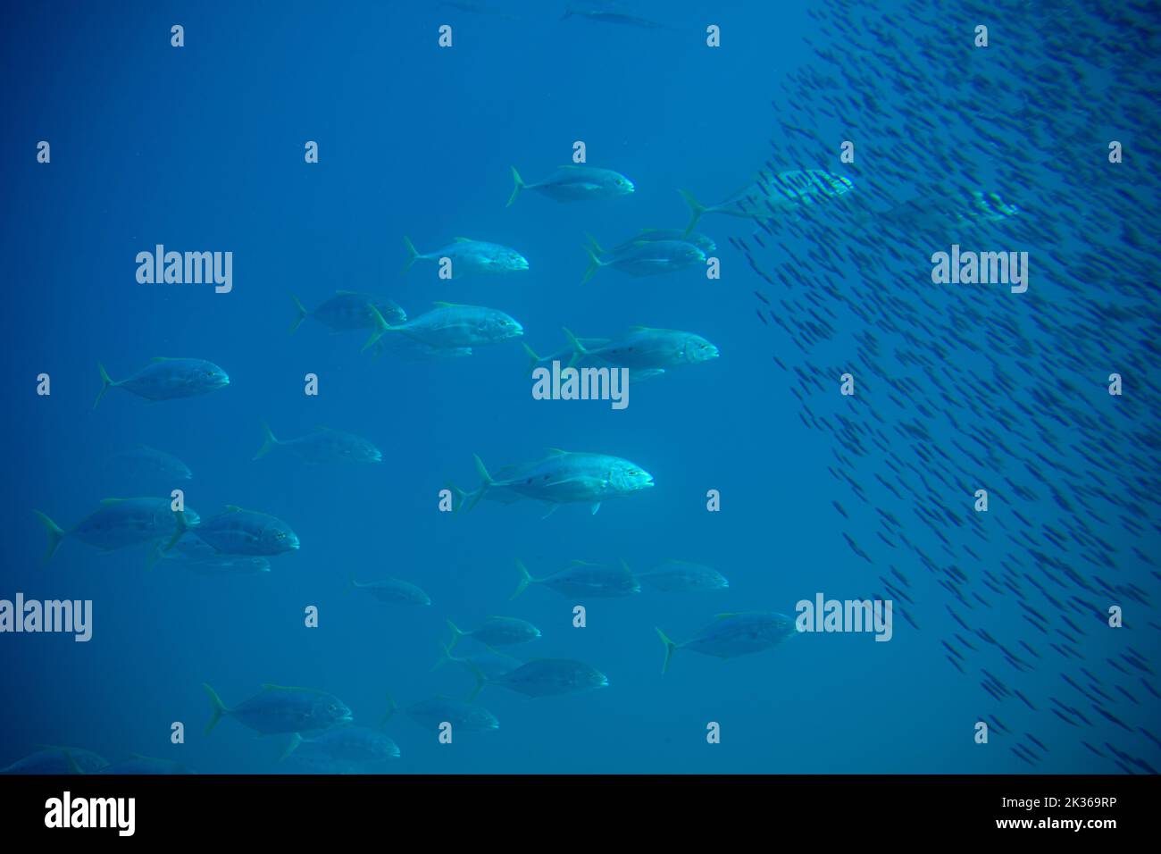 A beautiful shoal of fish swimming together captured underwater Stock ...