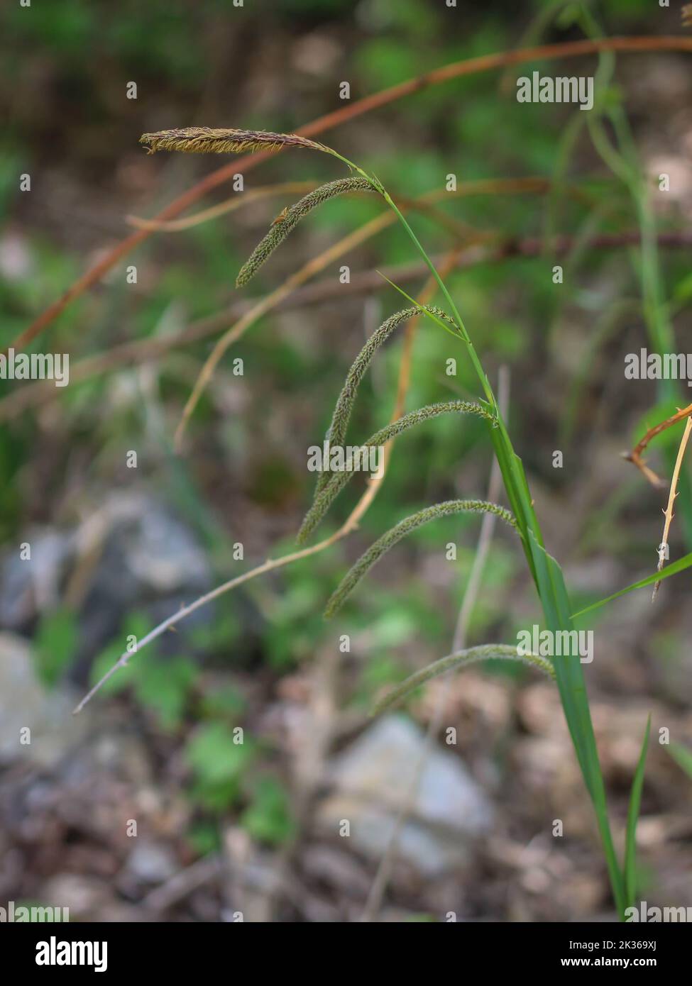 Inflorescence of pendulous sedge (Carex pendula) from western Serbia ...