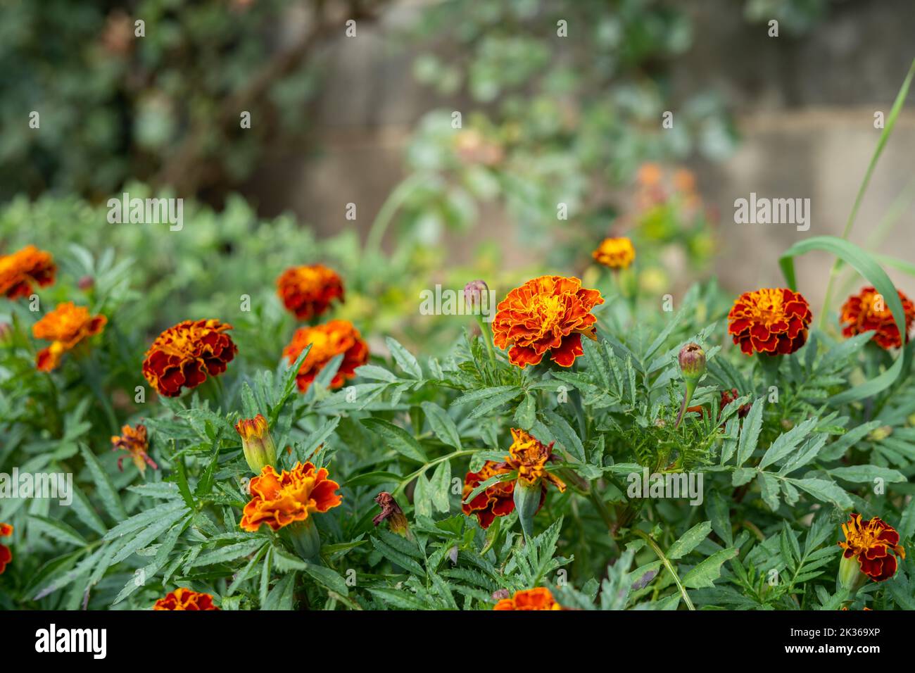 Marigold flowers in the park with blurred background and neutral space ...