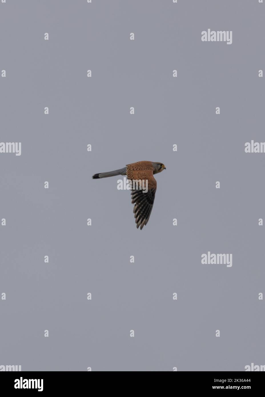 A common kestrel bird flying against a gray sky Stock Photo - Alamy