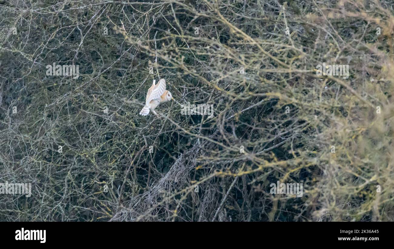 An autumn landscape with an owl flying over the trees Stock Photo - Alamy
