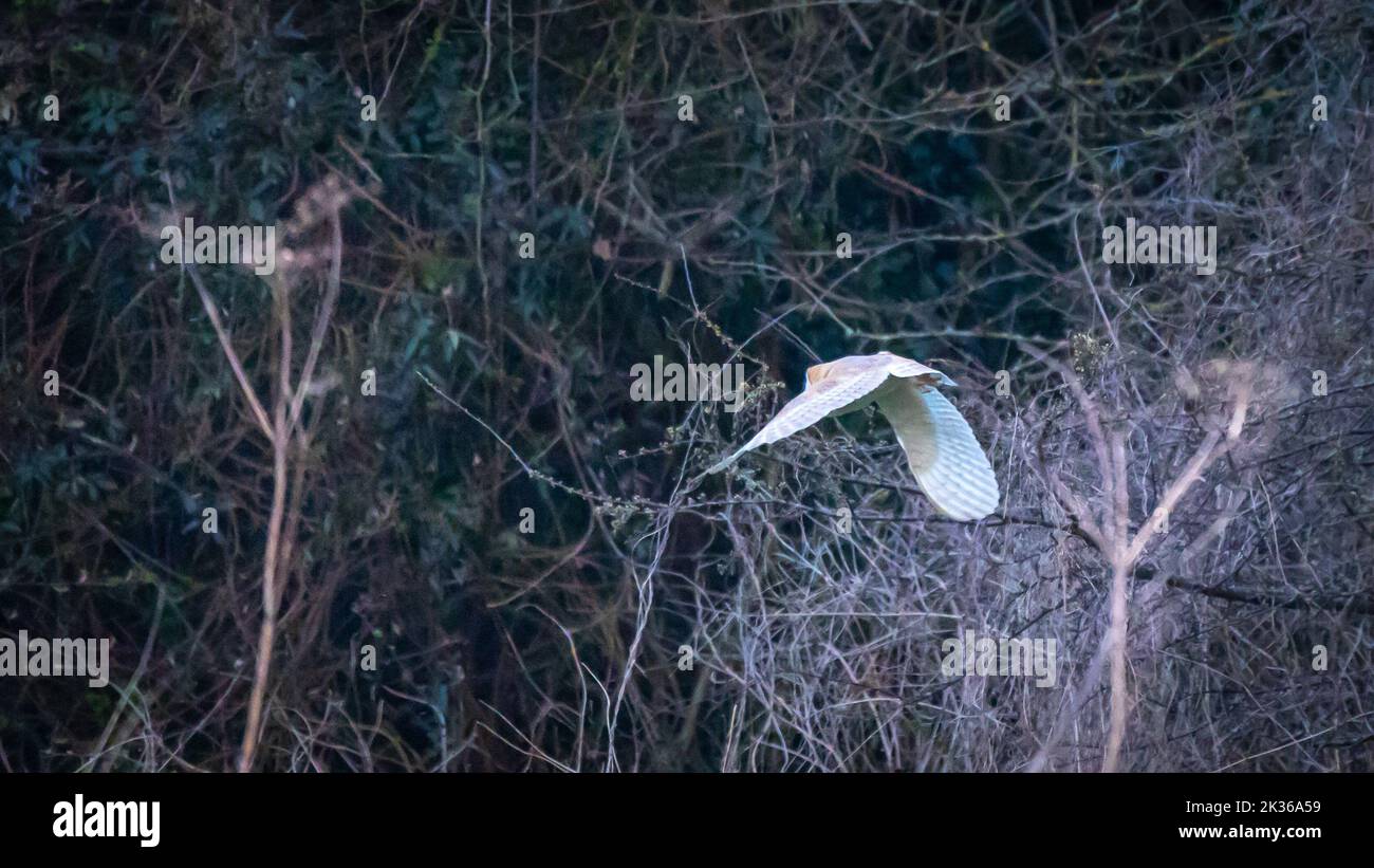 An autumn landscape with an owl flying over the trees Stock Photo - Alamy
