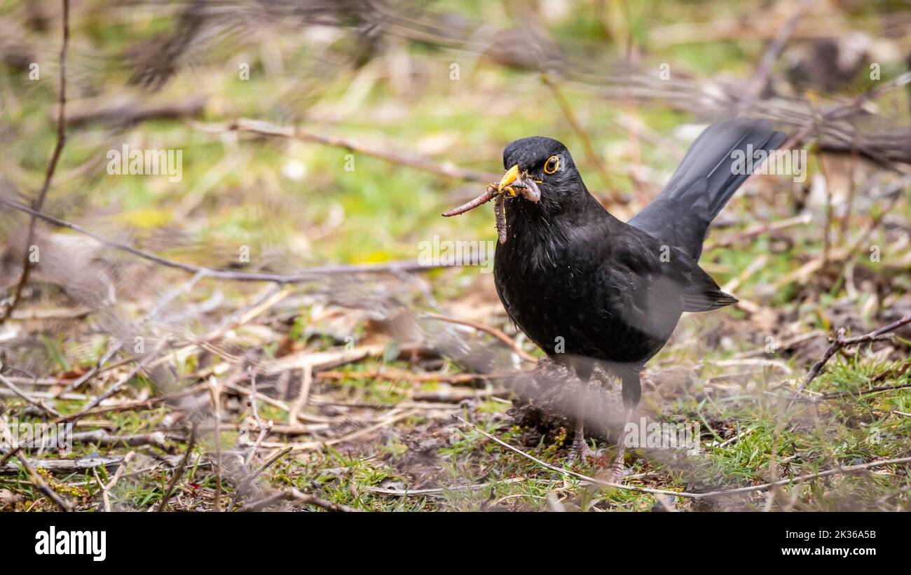A common blackbird eating a worm in a forest Stock Photo - Alamy