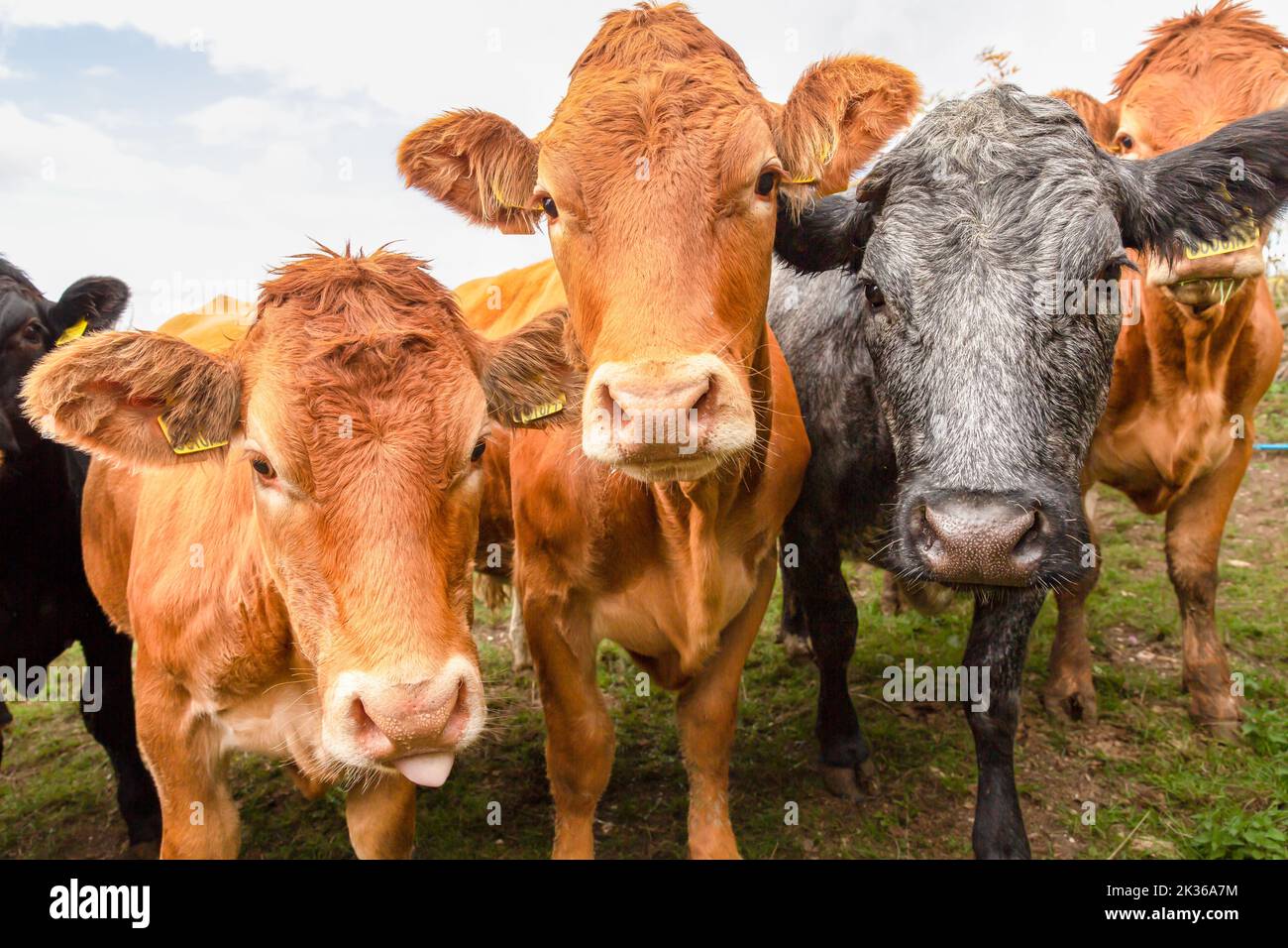 Forward facing cow hi-res stock photography and images - Alamy