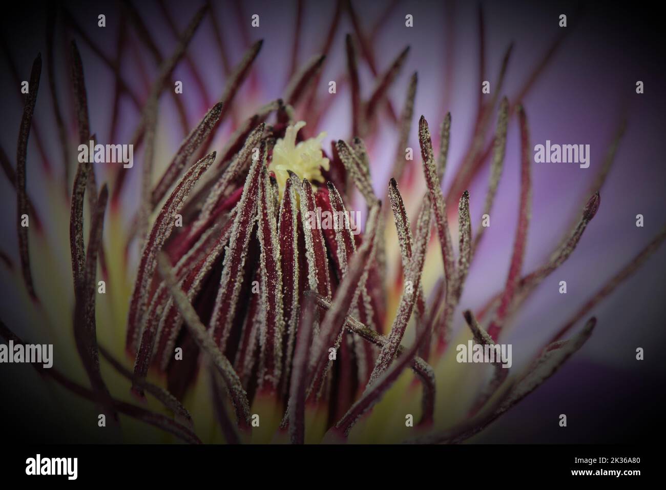 A macro shot of a stamen of a flower against blurred background Stock ...