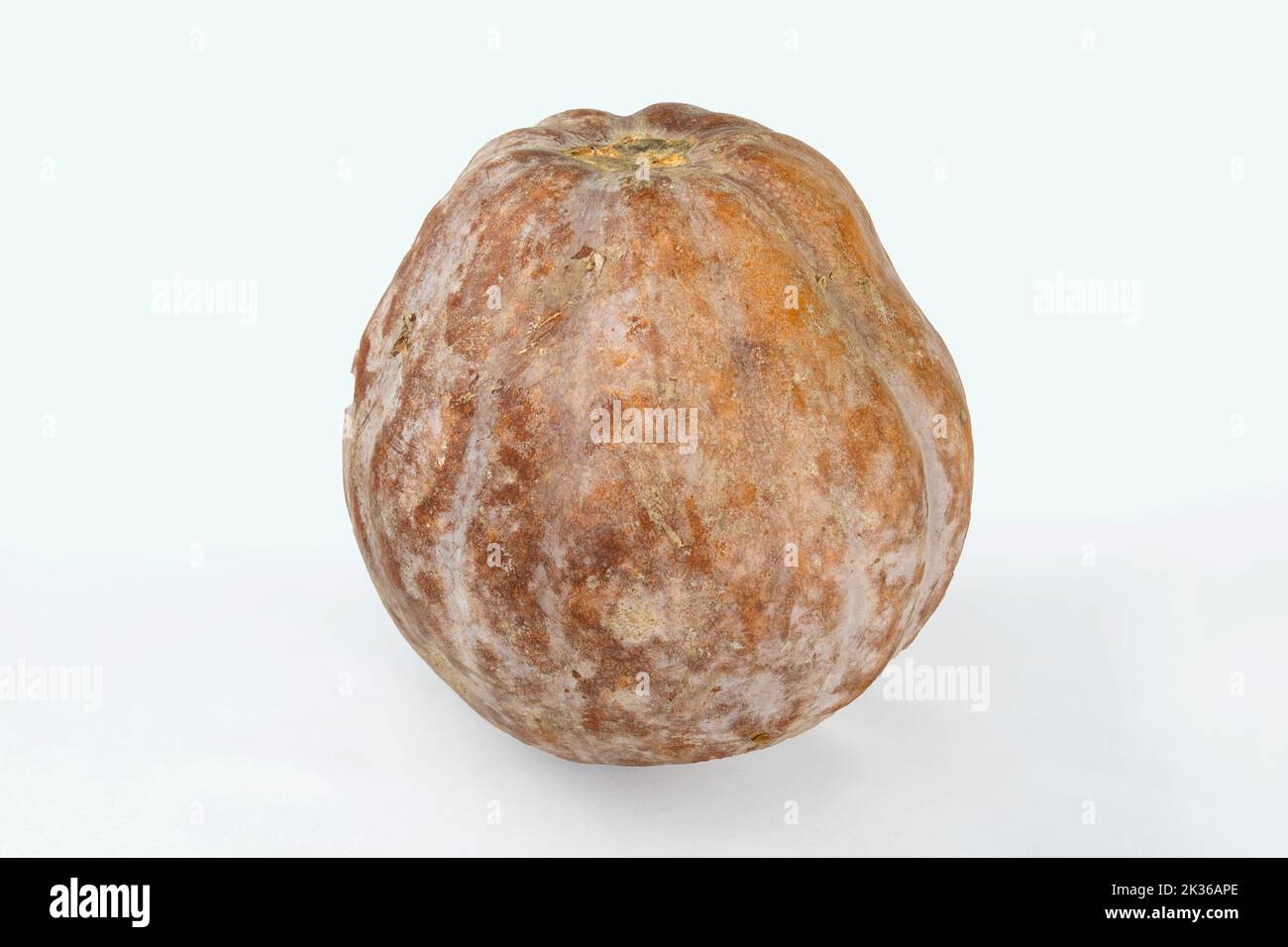 Pumpkin court hi-res stock photography and images - Alamy