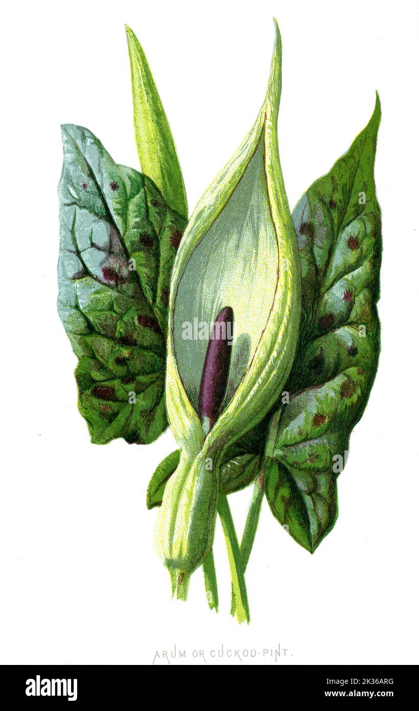 Arum or Cuckoom Point Flower Victorian era 19th Century Illustration ...