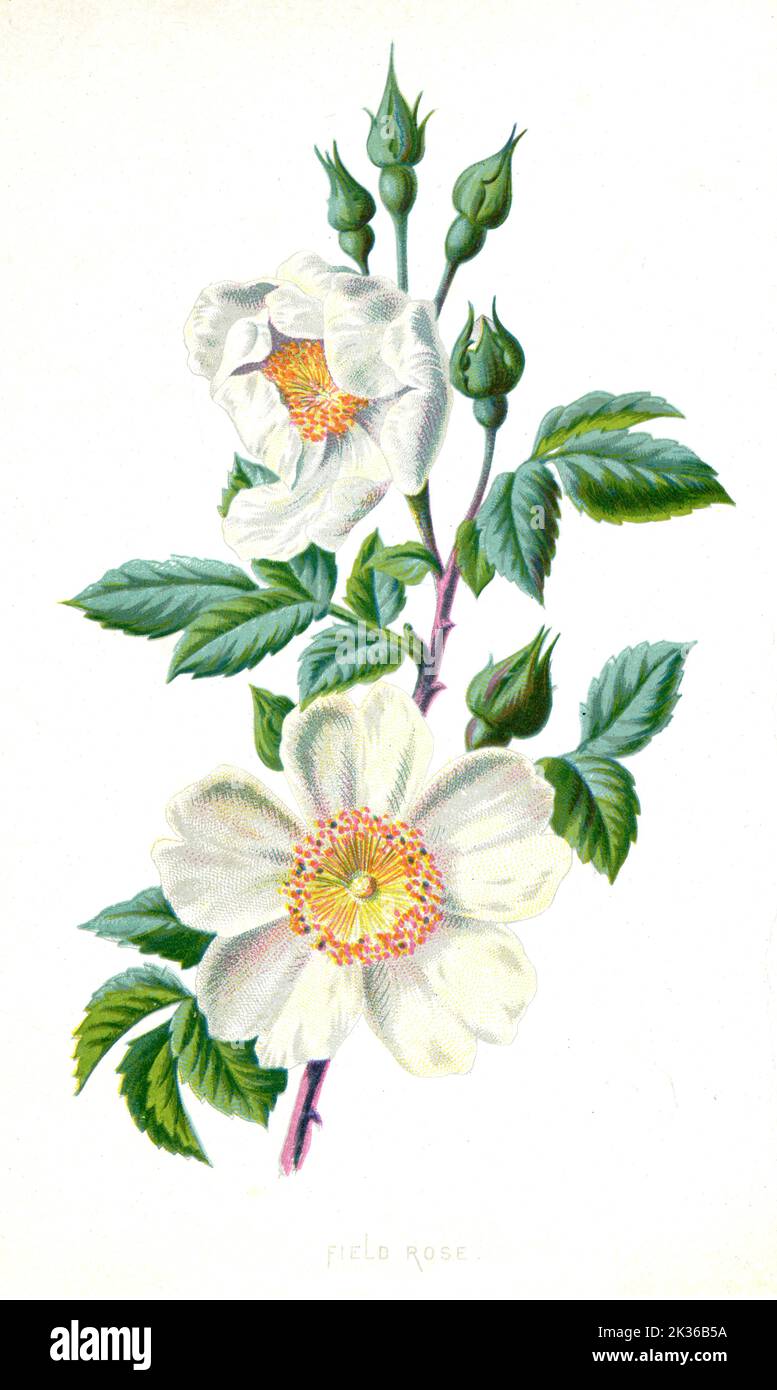 Field Rose Flower Victorian era 19th Century Illustration Stock Photo ...