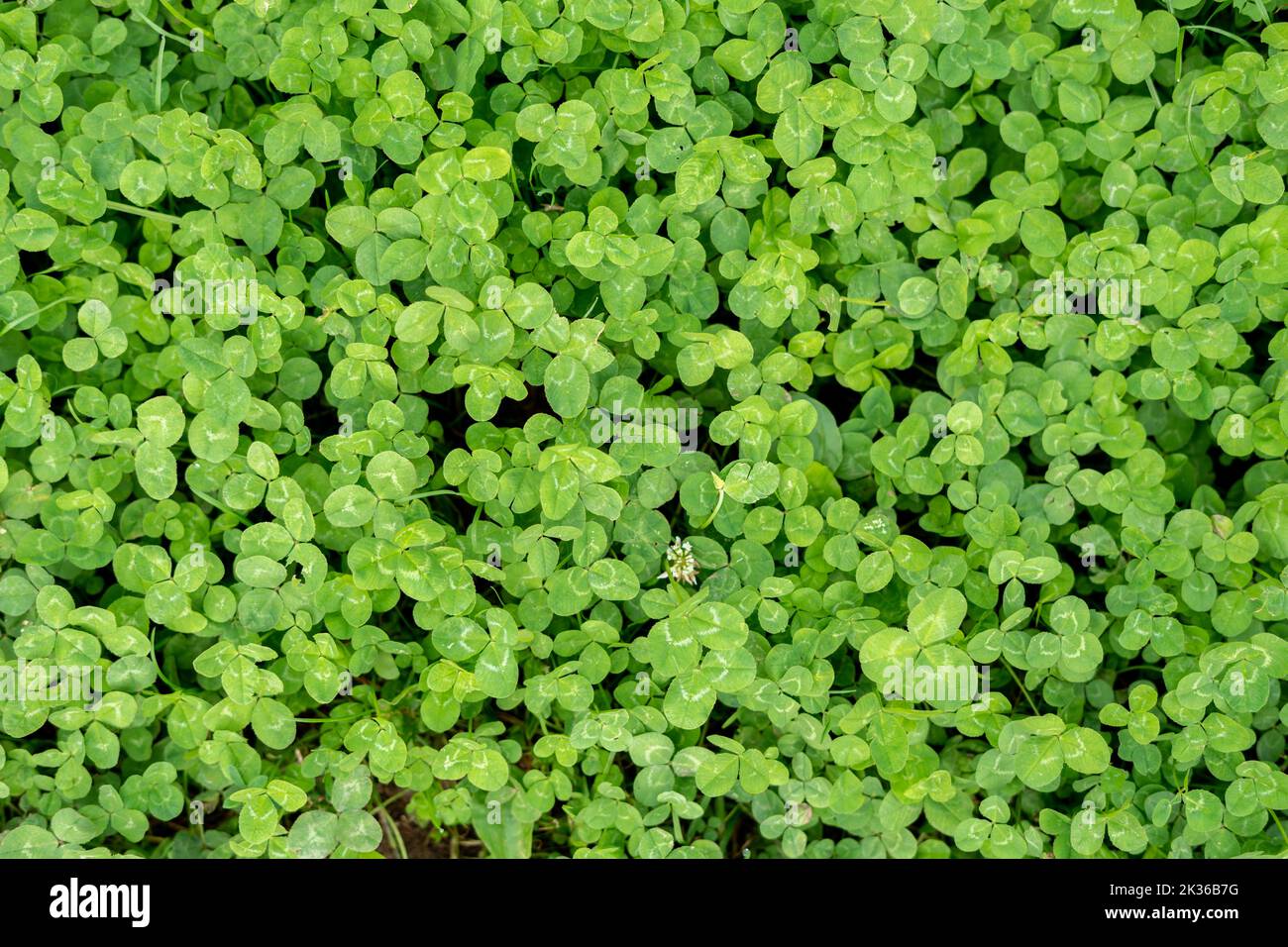 Top view of a group of clovers Stock Photo - Alamy