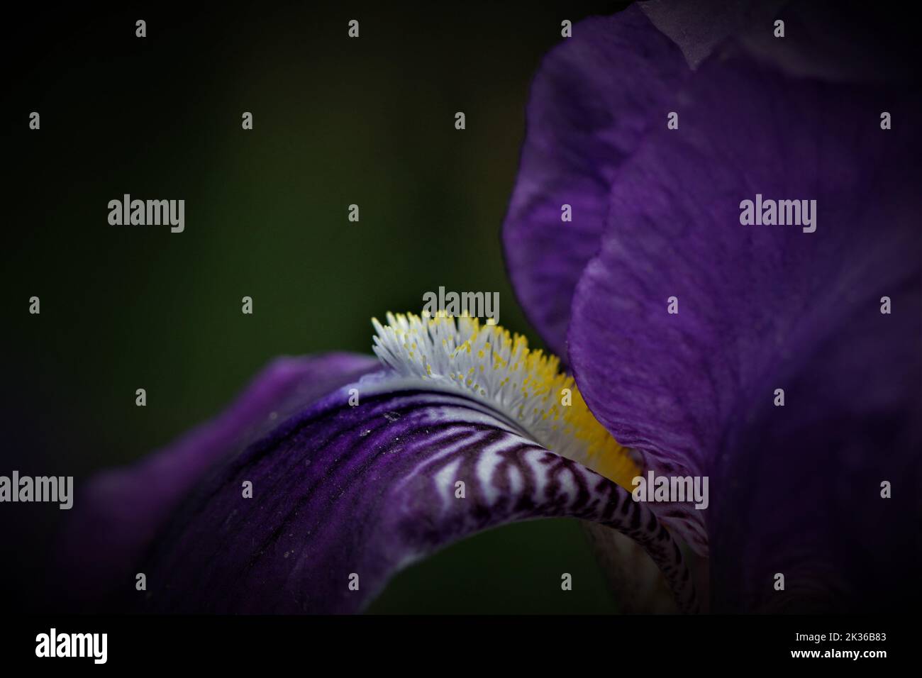 A closeup shot of a purple iris (Iris versicolor) against blurred ...