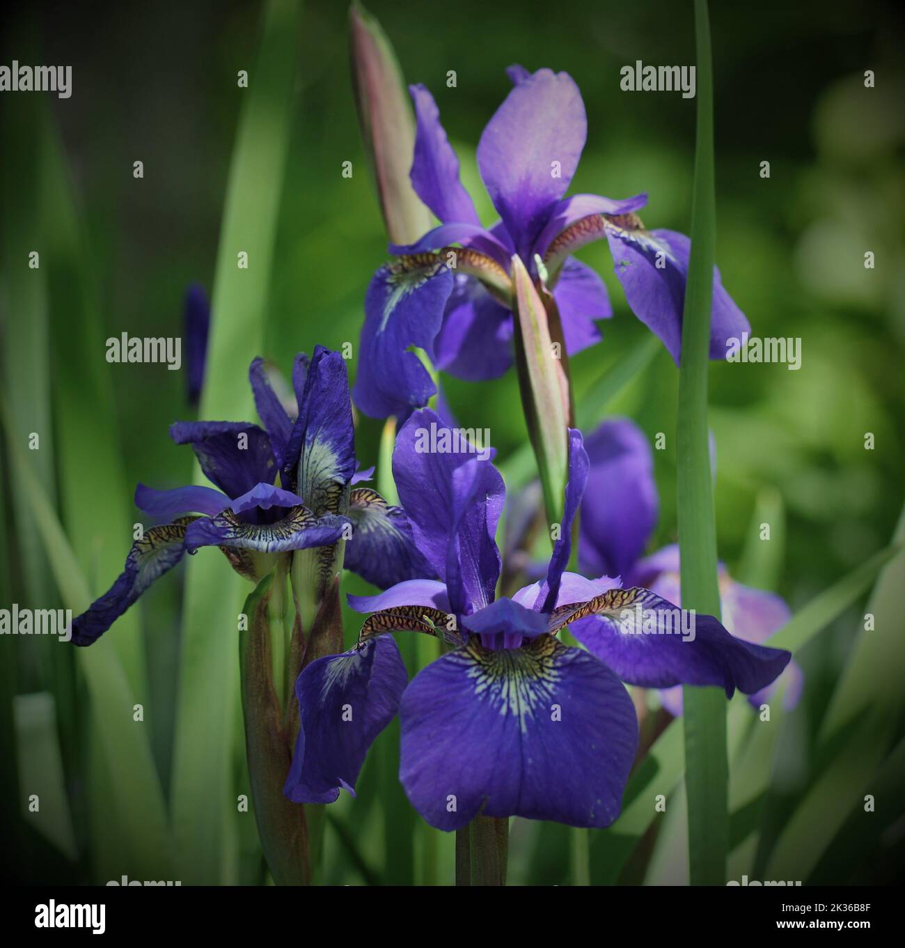A closeup shot of a purple iris (Iris versicolor) against blurred ...