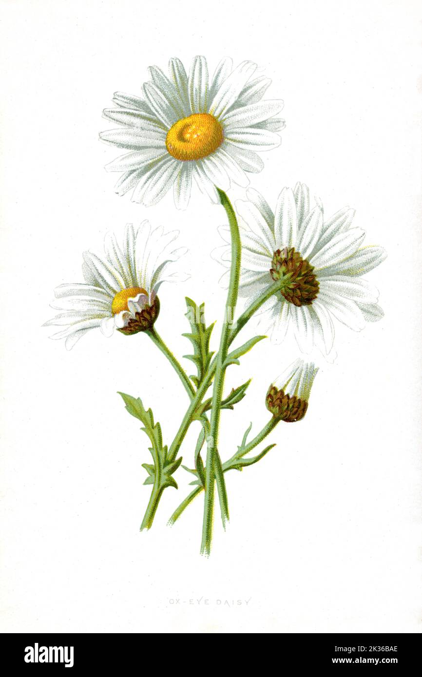 Ox-eye daisy illustrated in the Victorian era, a 19th century botanical ...