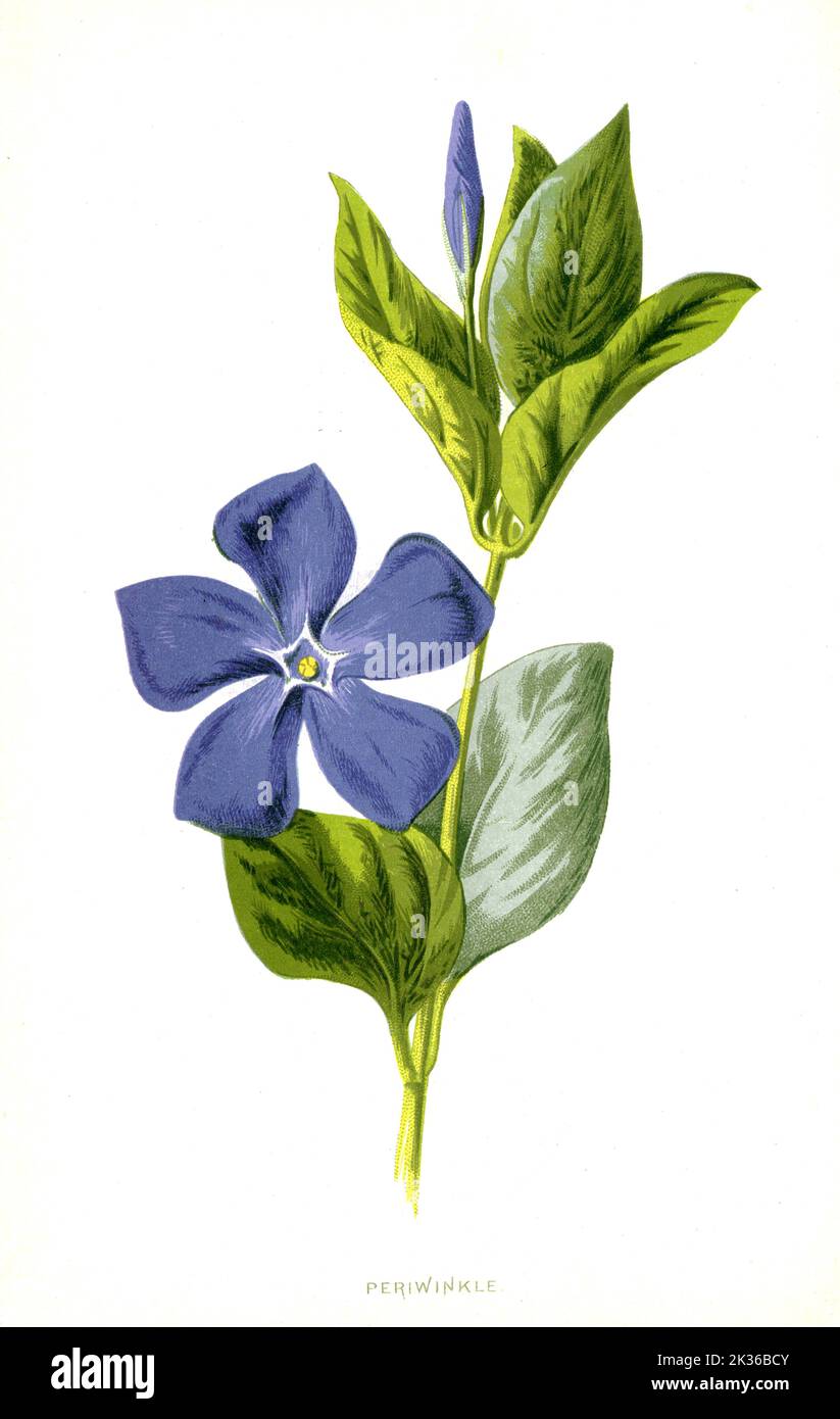 Periwinkle purple Flower Victorian era 19th Century Illustration by ...