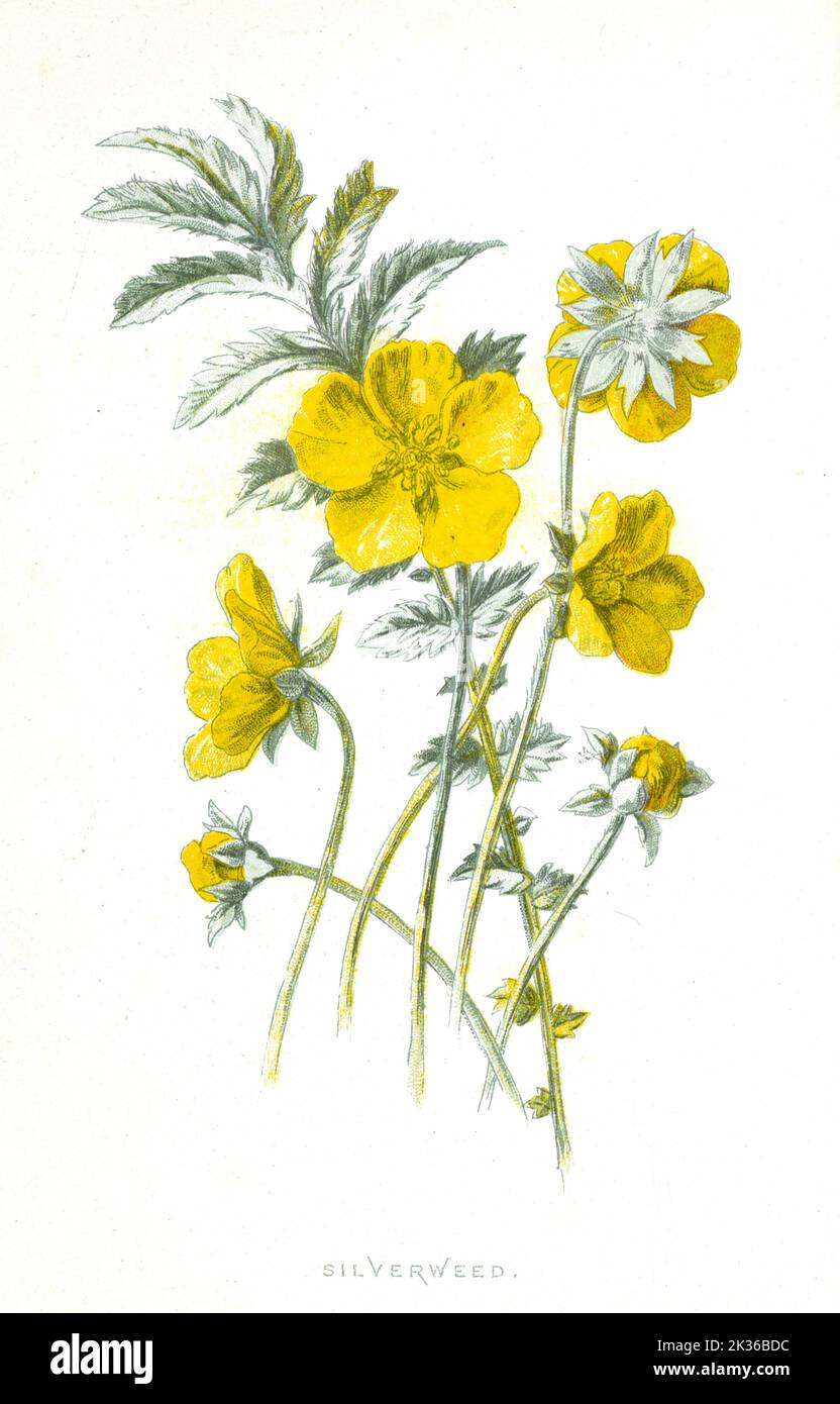 Silverweed yellow flower Victorian era 19th Century Illustration Stock ...