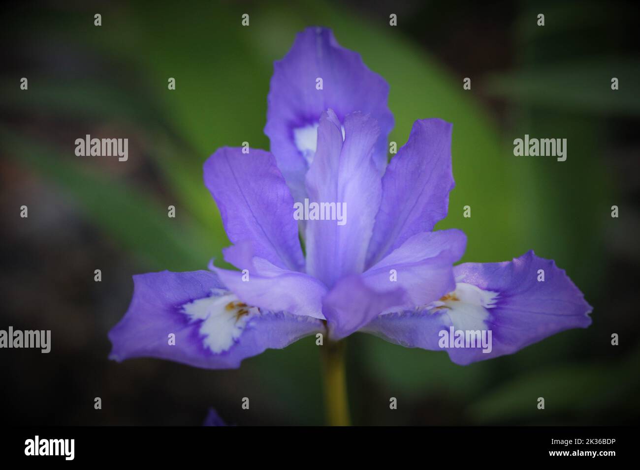 A closeup shot of a purple iris (Iris versicolor) against blurred ...
