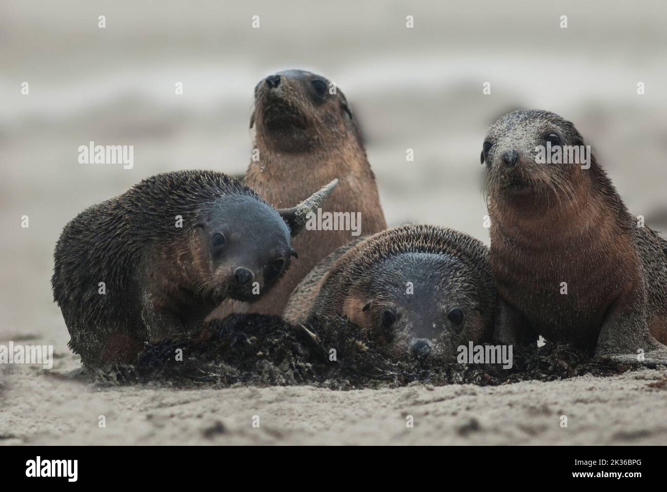 Migration of seals hi-res stock photography and images - Alamy