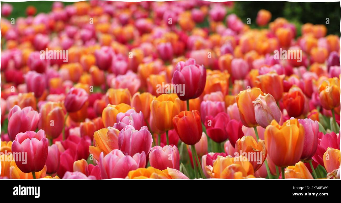 A field full of tulips for scenic background Stock Photo - Alamy
