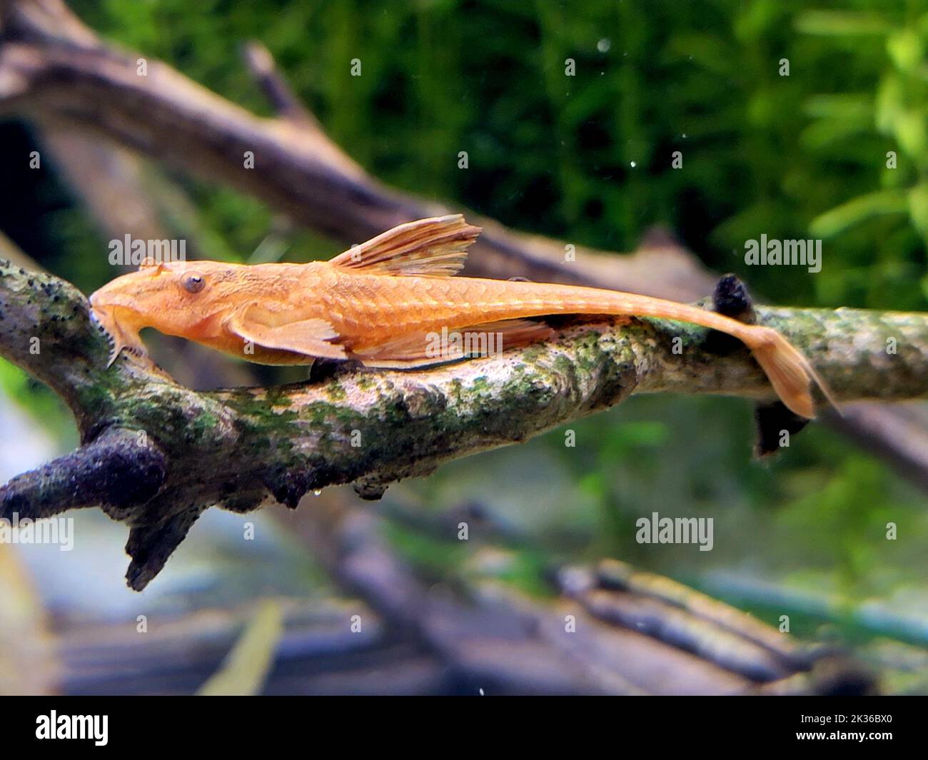 The red lizard catfish underwater in the aquarium on a branch Stock ...
