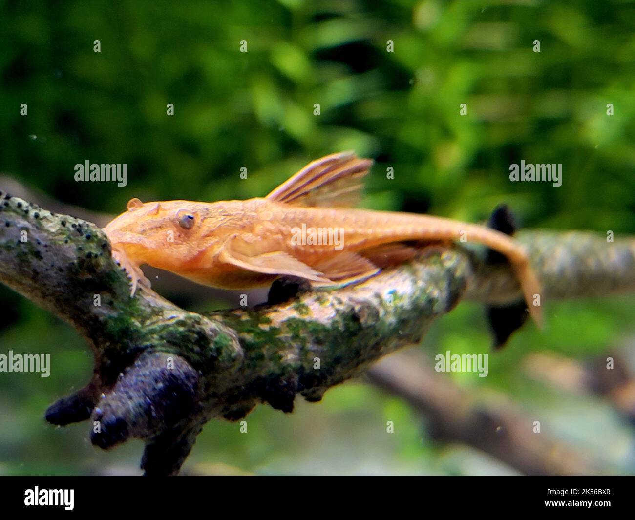 The red lizard catfish underwater in the aquarium on a branch Stock ...