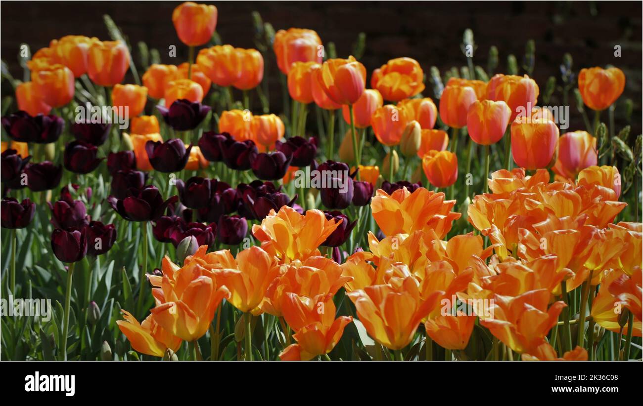 A field full of tulips for scenic background Stock Photo - Alamy