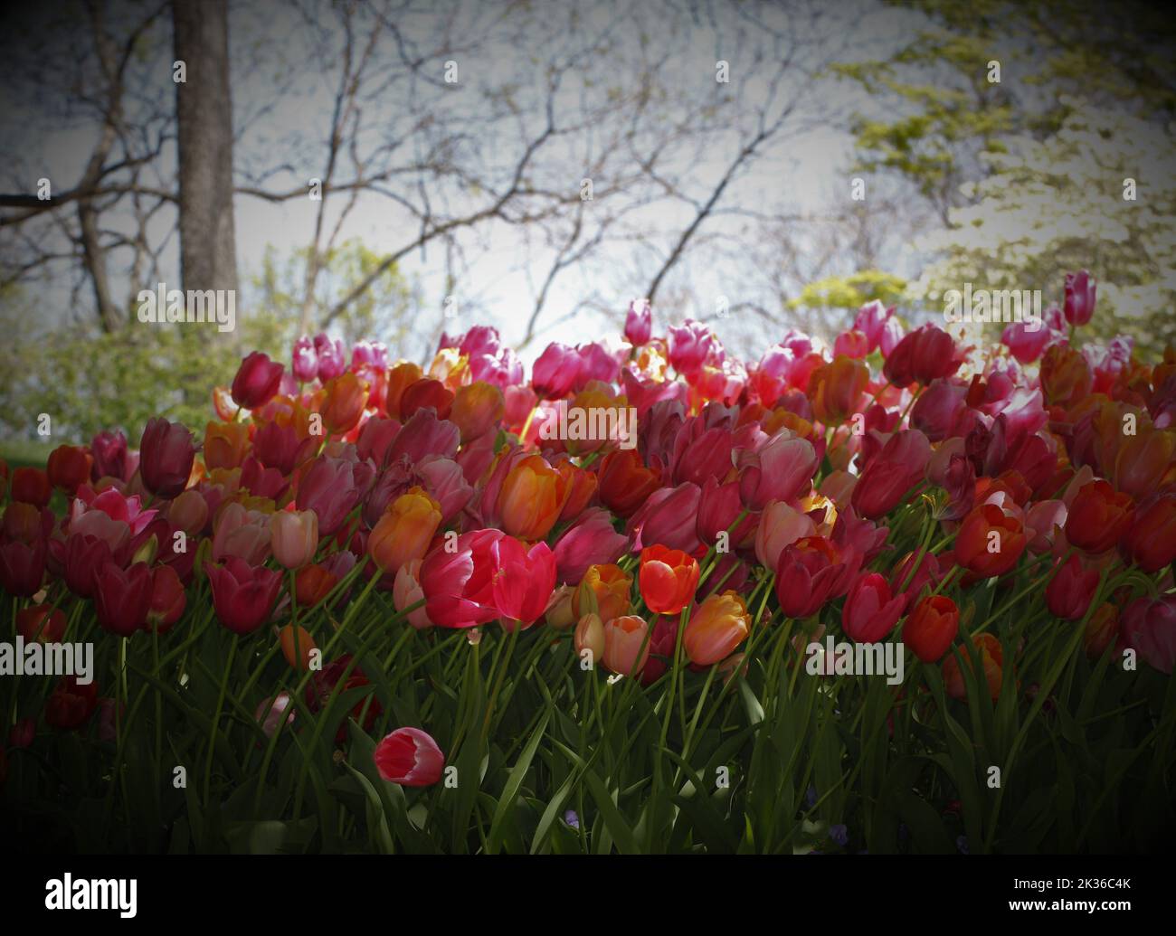 A field full of tulips for scenic background Stock Photo - Alamy