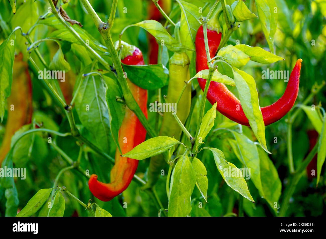 paprika grow in a vegetable garden Stock Photo - Alamy