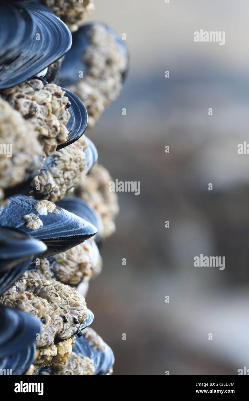 Macro image of barnacles and mussels at Tregardock Beach Cornwall Stock ...