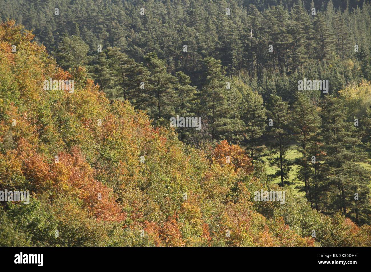 Colorful fir forest hi-res stock photography and images - Alamy
