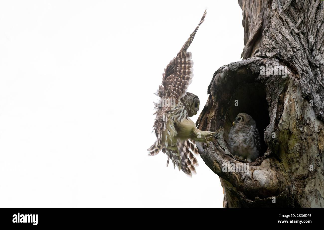 Big mama the owl hi-res stock photography and images - Alamy