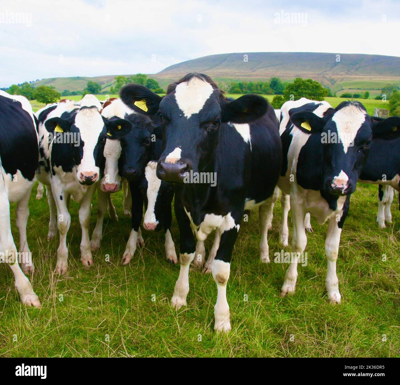 Stroppy cattle hi-res stock photography and images - Alamy