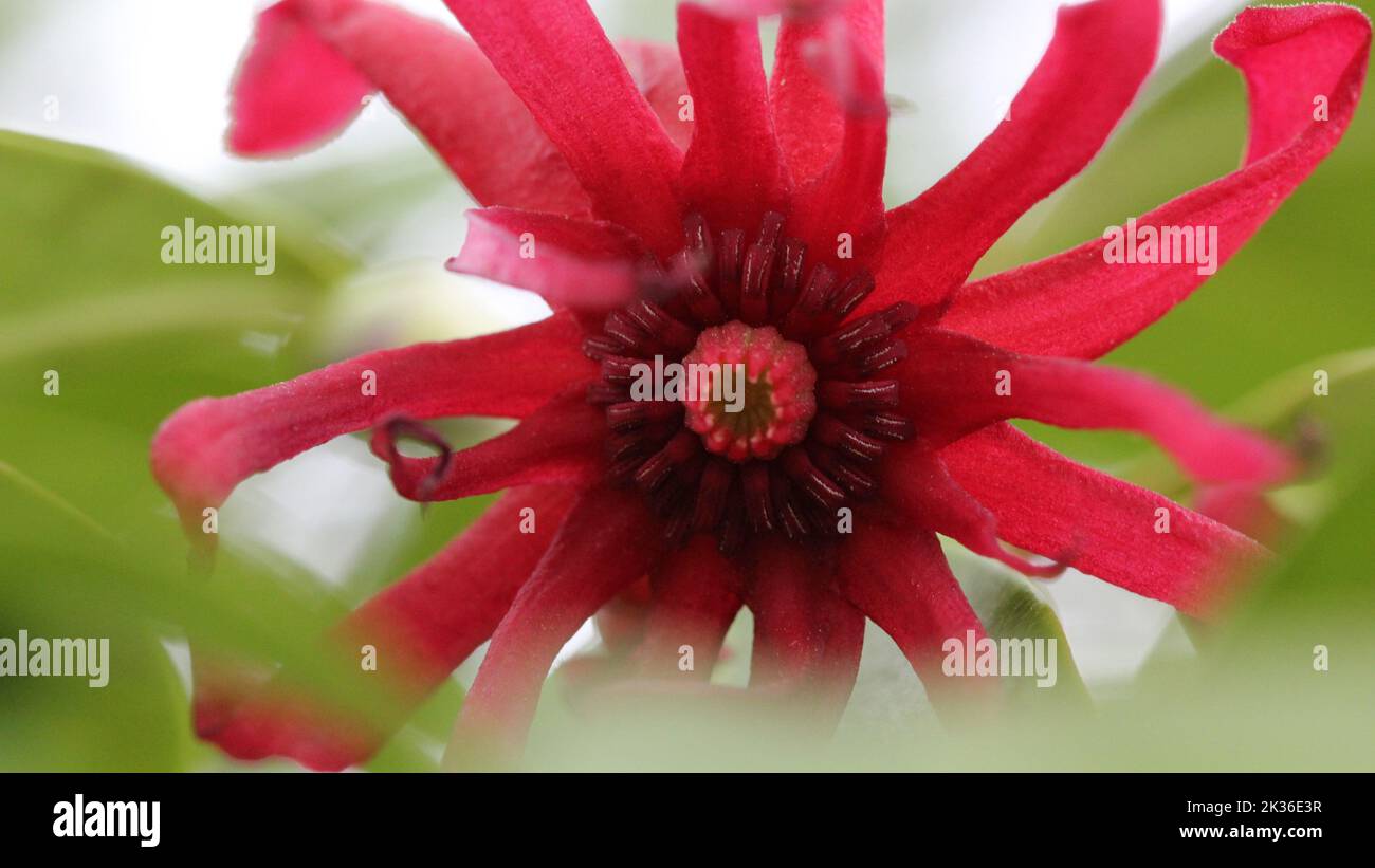 A closeup shot of a star anise (Illicium verum) against blurred ...