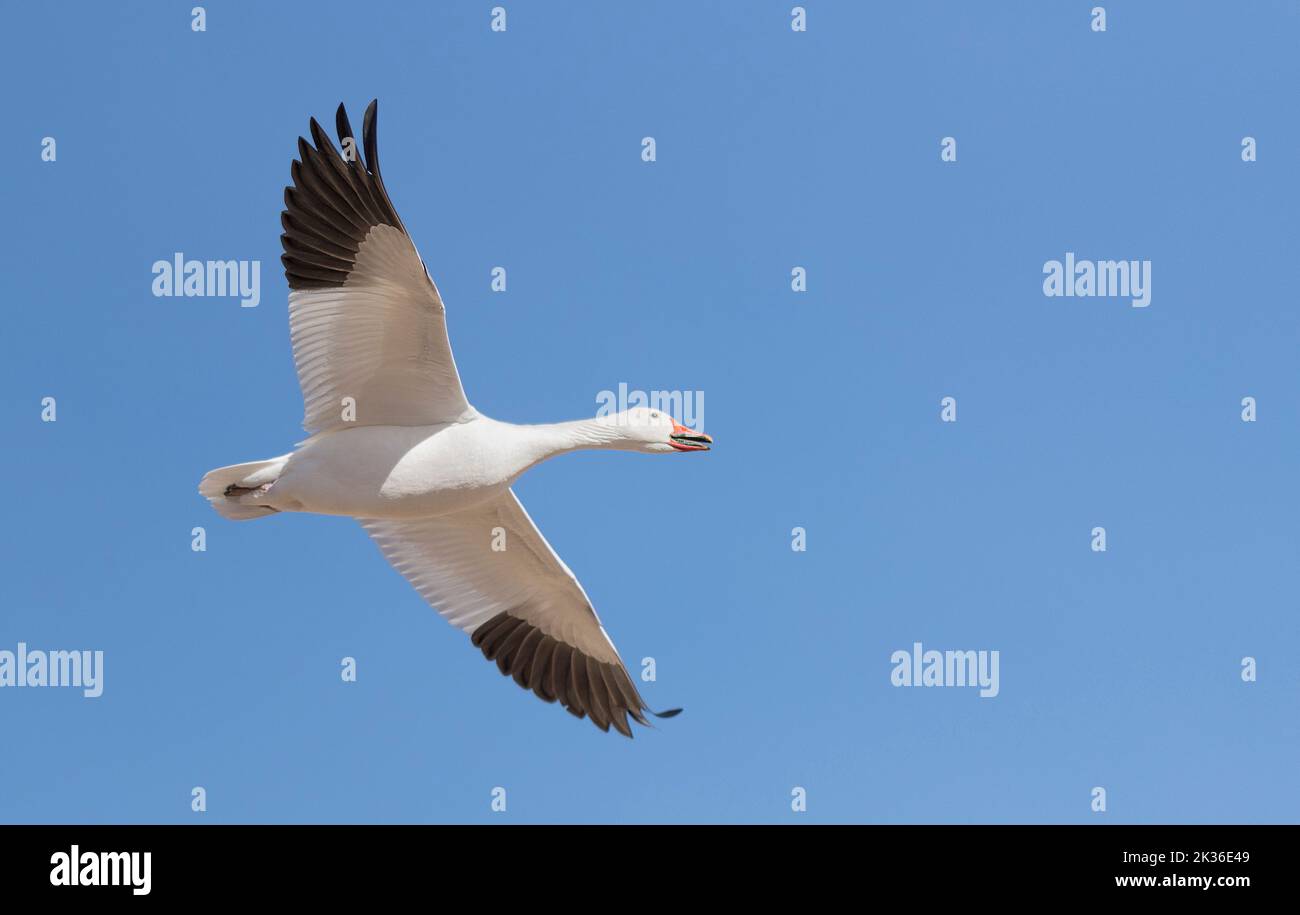 Goose tail hi-res stock photography and images - Alamy