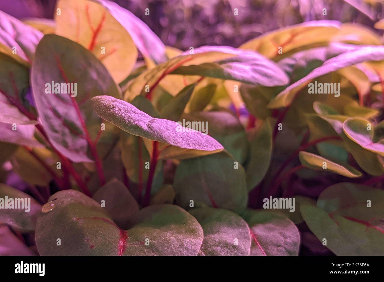 Vertical gardening. LED grow full spectrum lights for growing plants ...