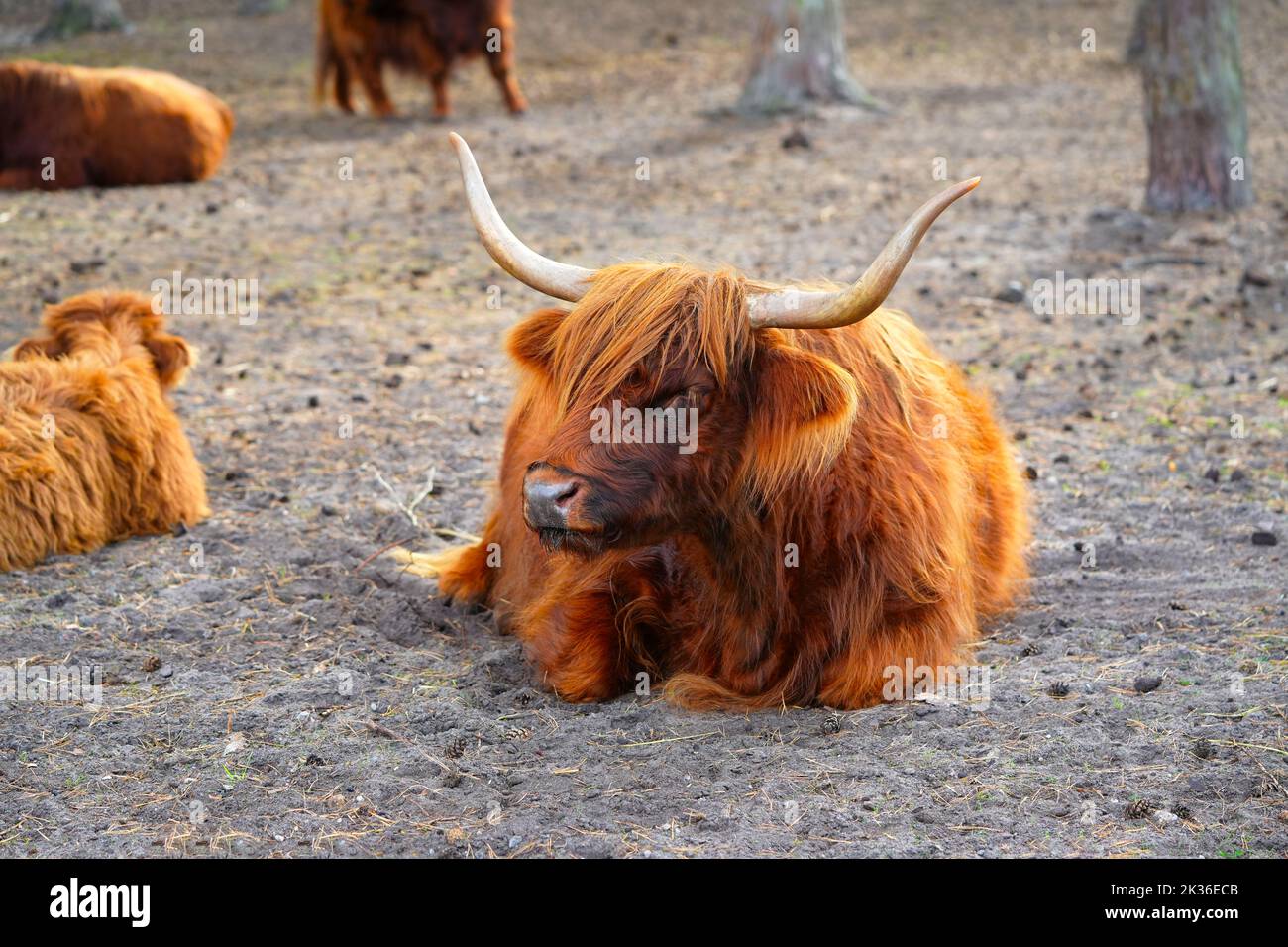 Red furred animal hi-res stock photography and images - Alamy