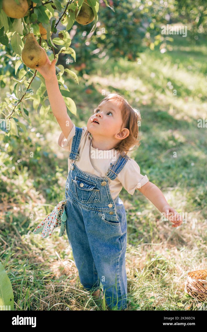 Little child picking pears in an orchard. Baby helps to pick pears from ...