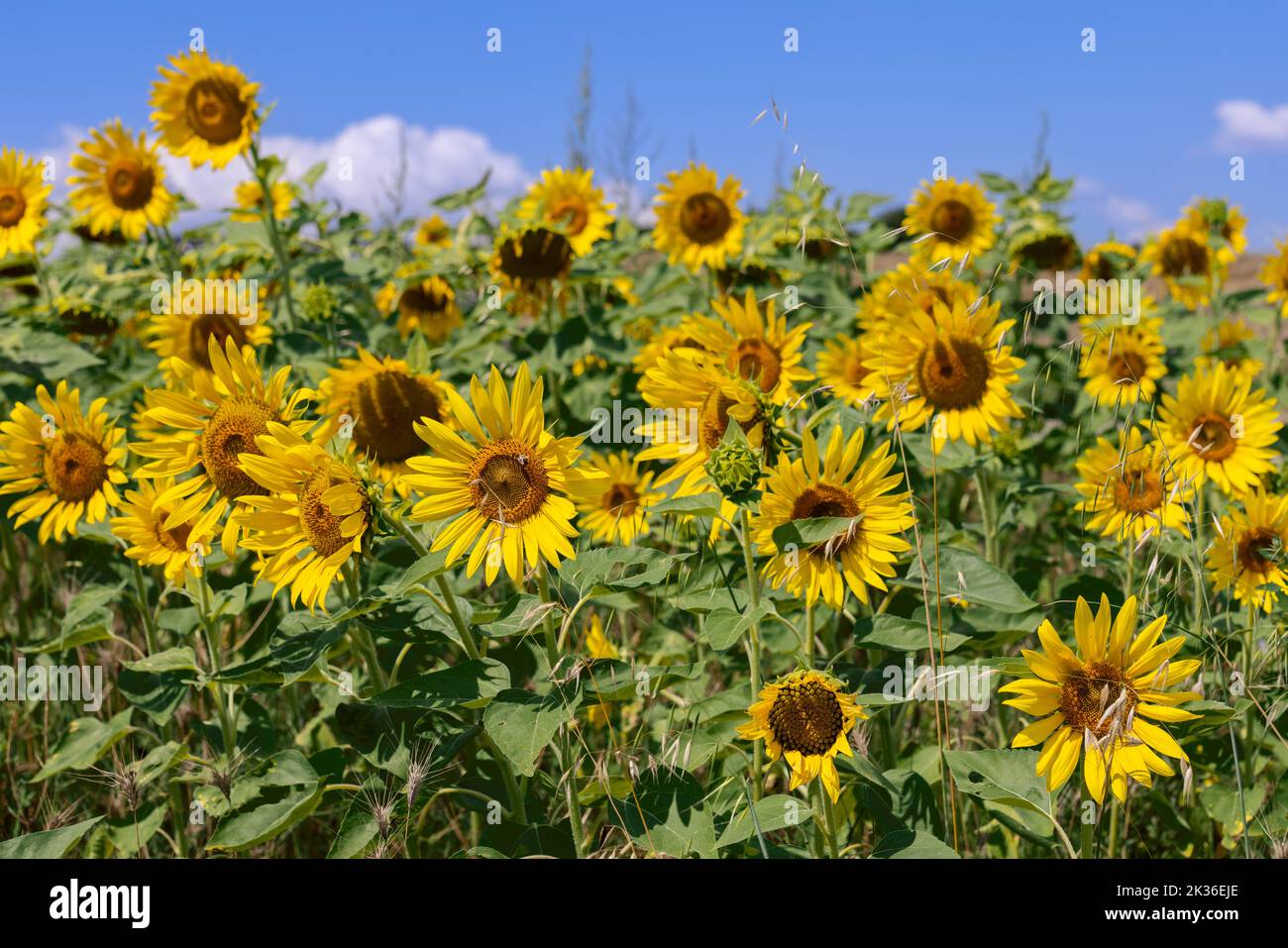 Some sunflower inflorescences (Helianthus annuus), unlike their ...
