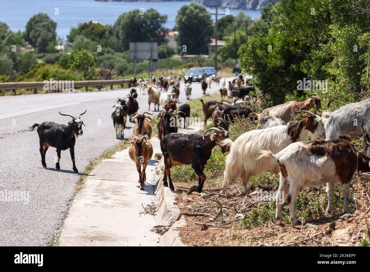 Small flock of local goats, following usual route, slowly crosses Porto ...