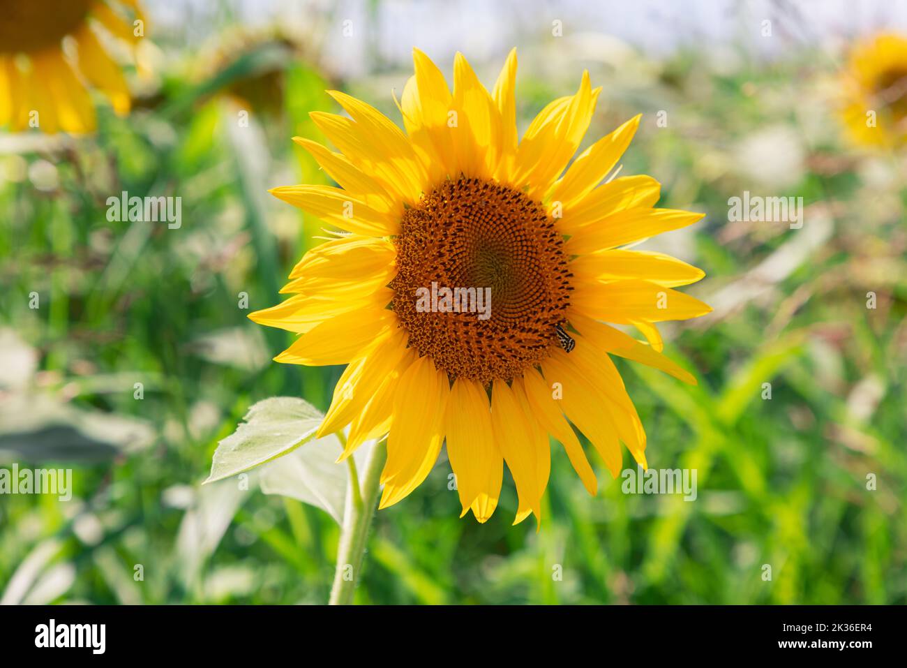 Sunflowers facing the sun hi-res stock photography and images - Alamy
