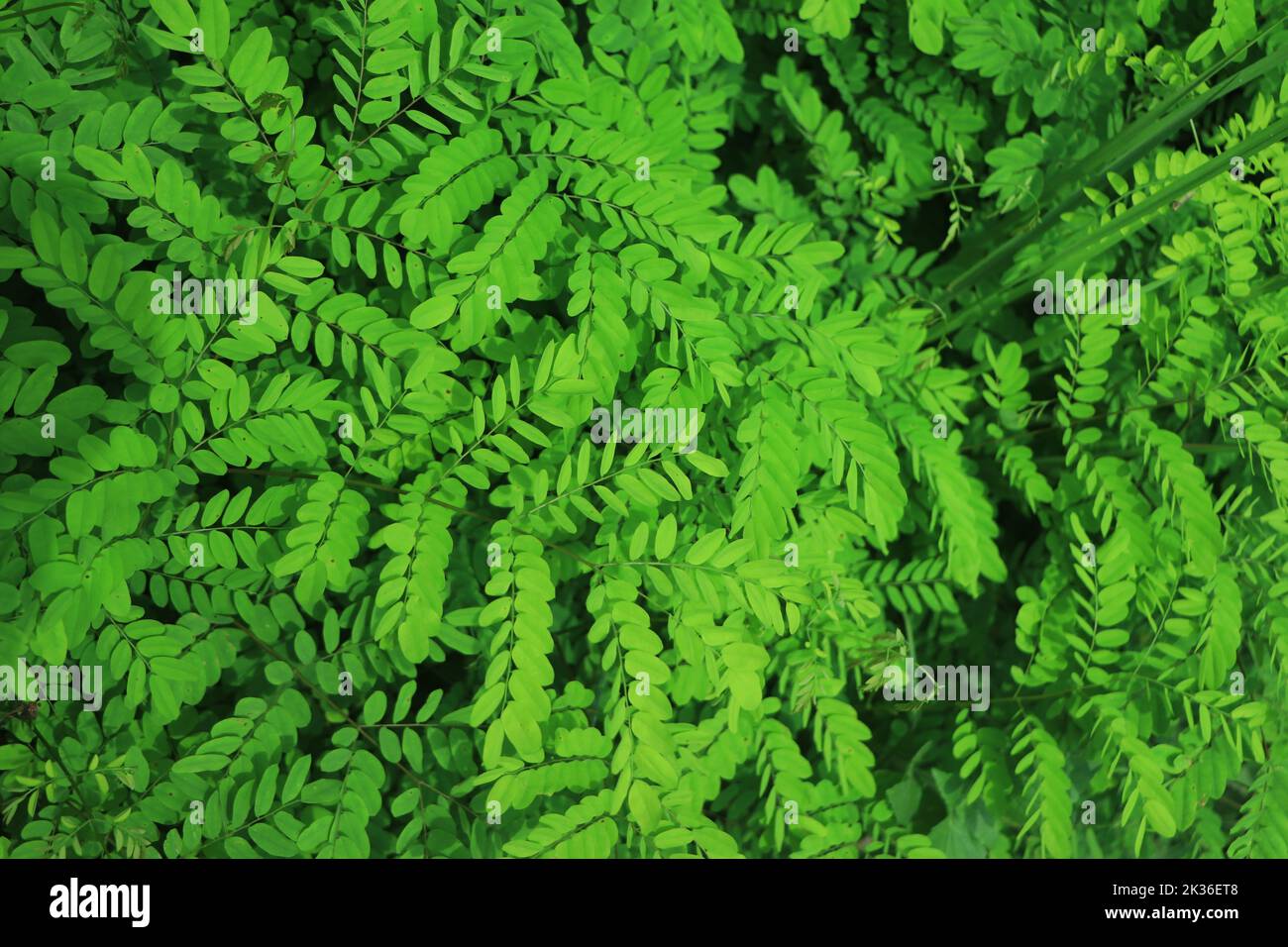 Beautiful green leaves background. Garden and Green wall, leafs texture ...