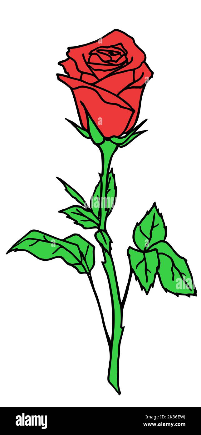 drawing rose branch with red flower and leaves, isolated element ...