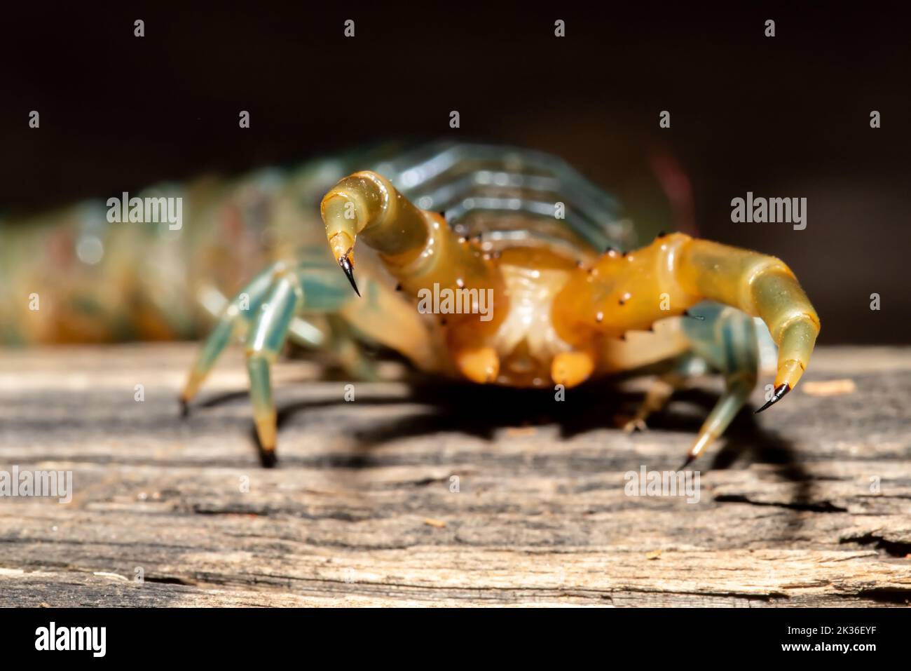 Centipede claws hi-res stock photography and images - Alamy