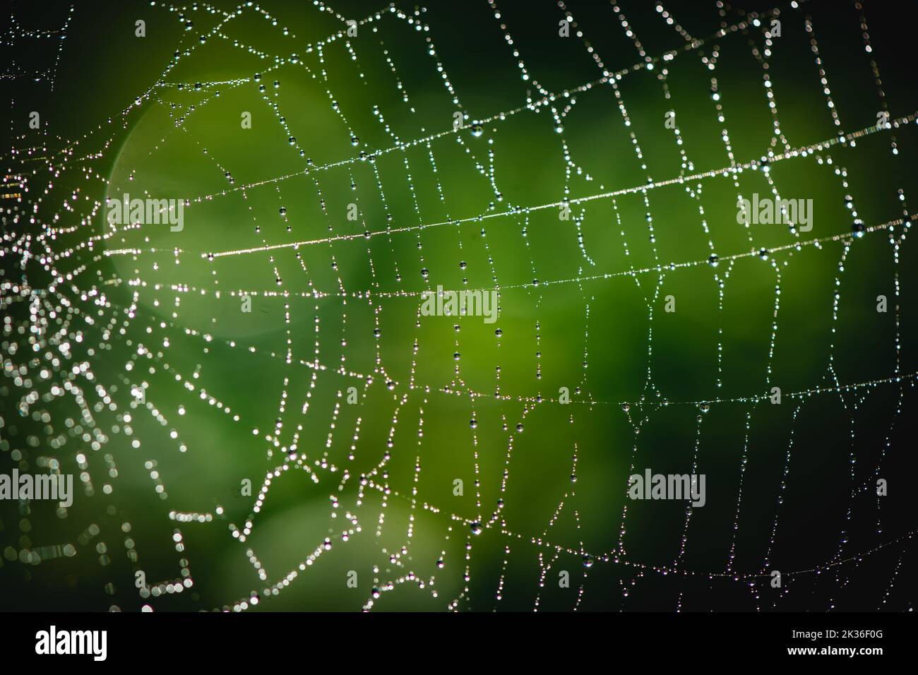 beautiful web on a green bush in drops of water. natural summer ...